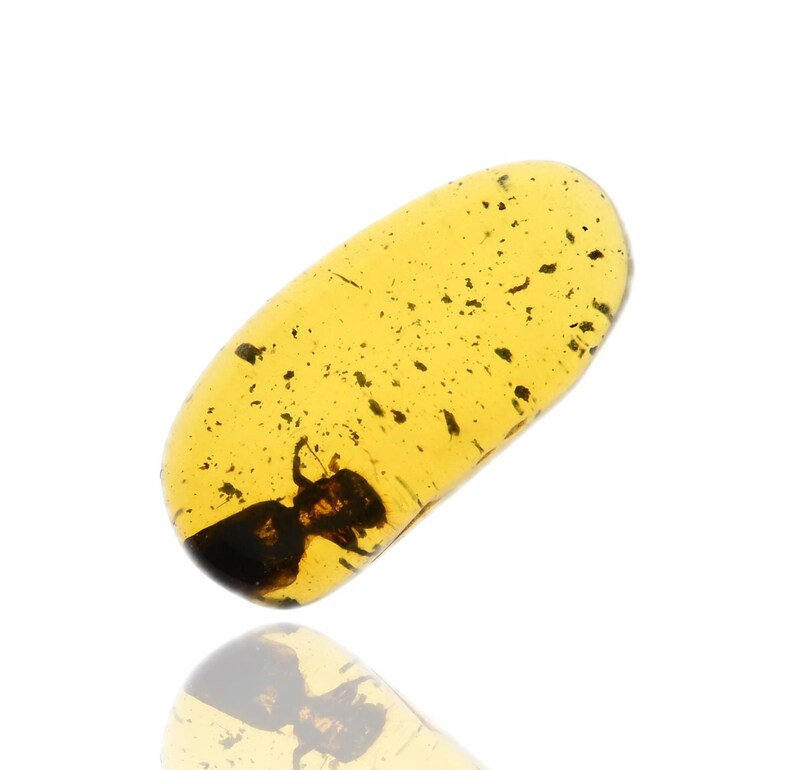 Coleoptera beetle, Fossil Insect Inclusion in Burmese Amber - Etsy