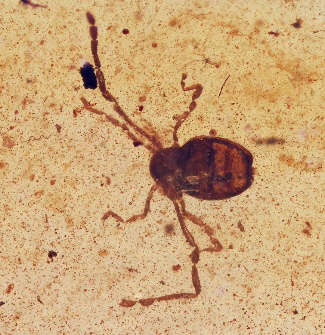 Rare Ricinulei hooded Tick-spiders, Fossil Inclusion in Burmese Amber ...