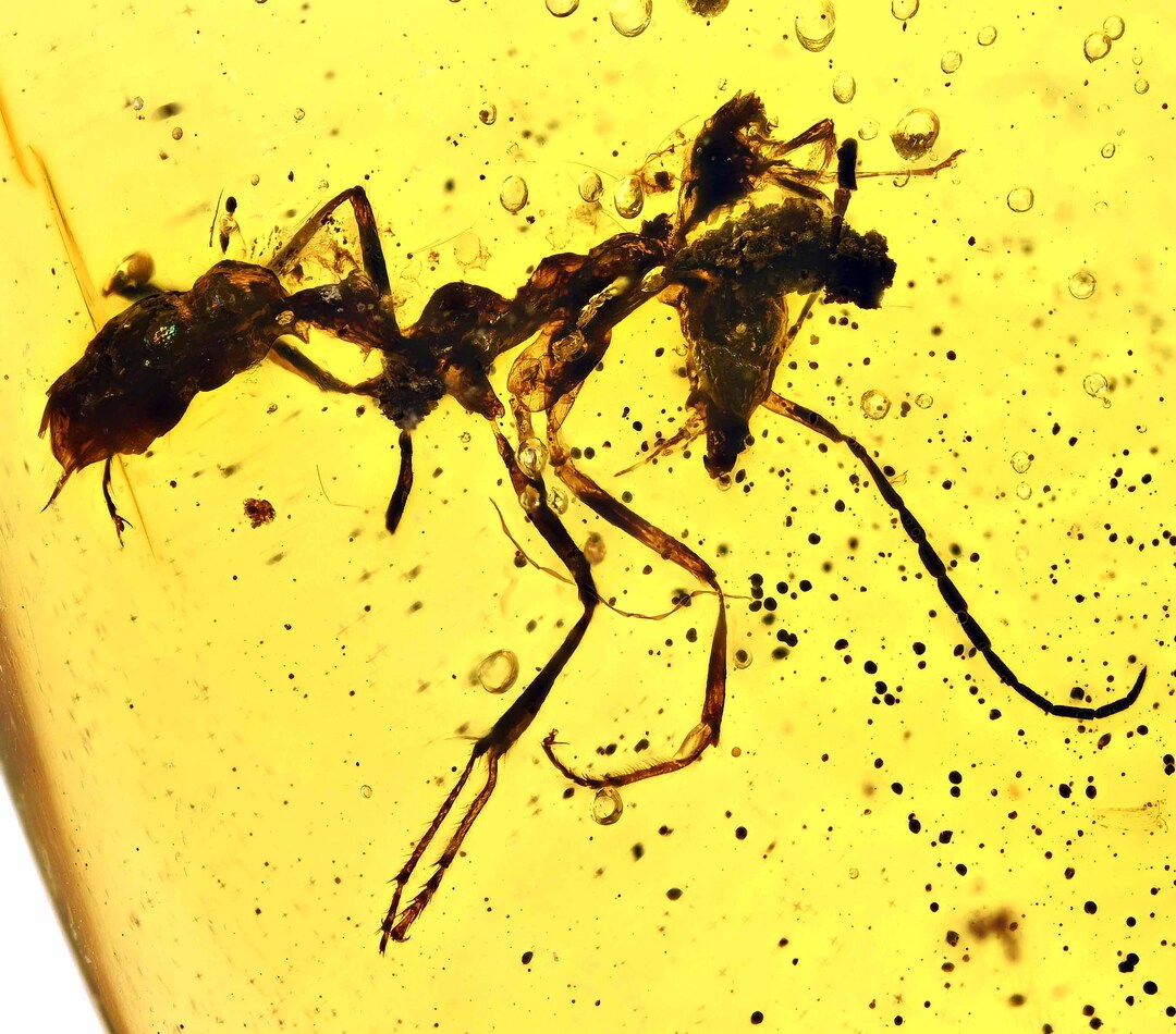 AMAZING Extinct Large Ant With Stinger! Fossil Inclusion in Burmese ...