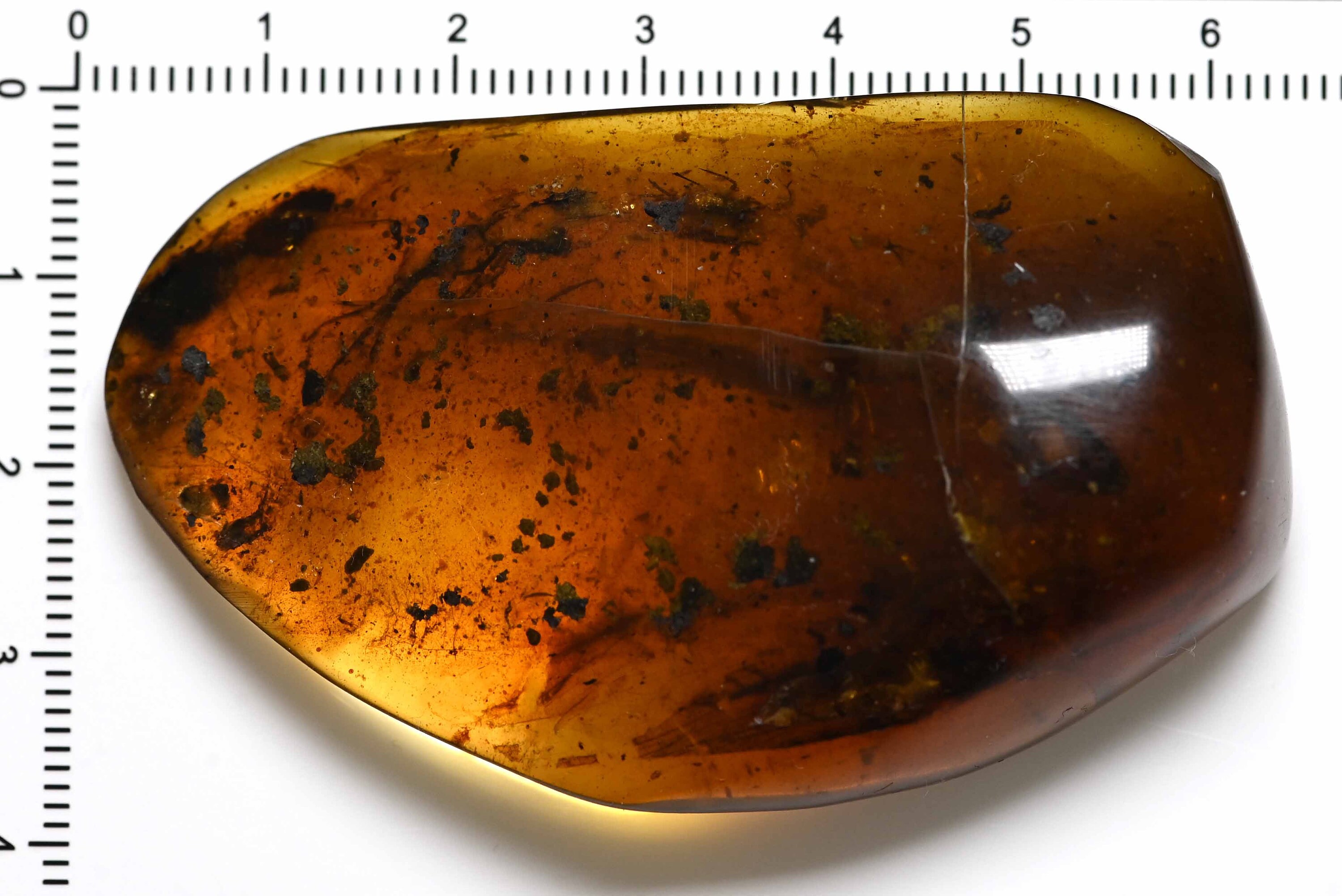 RARE Mostly Complete Lizard With Head, Fossil Inclusion in Burmese ...