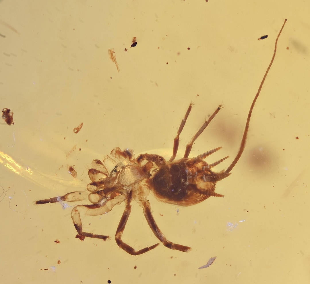 Excessively Rare Chimerarachne Yingi, Fossil Insect Inclusion in ...