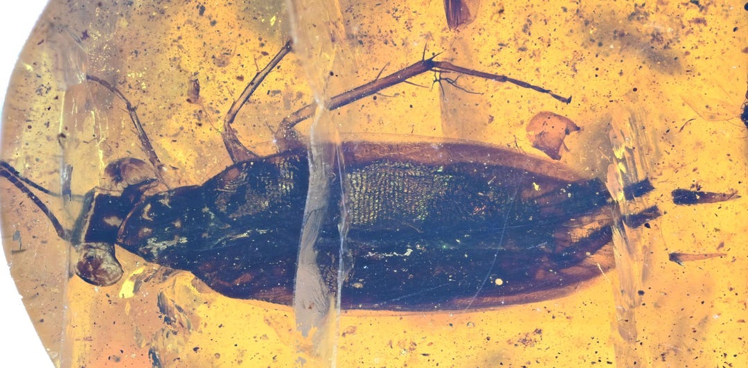 Rare Adult Alienoptera, Fossil Insect Inclusion in Burmese Amber - Etsy