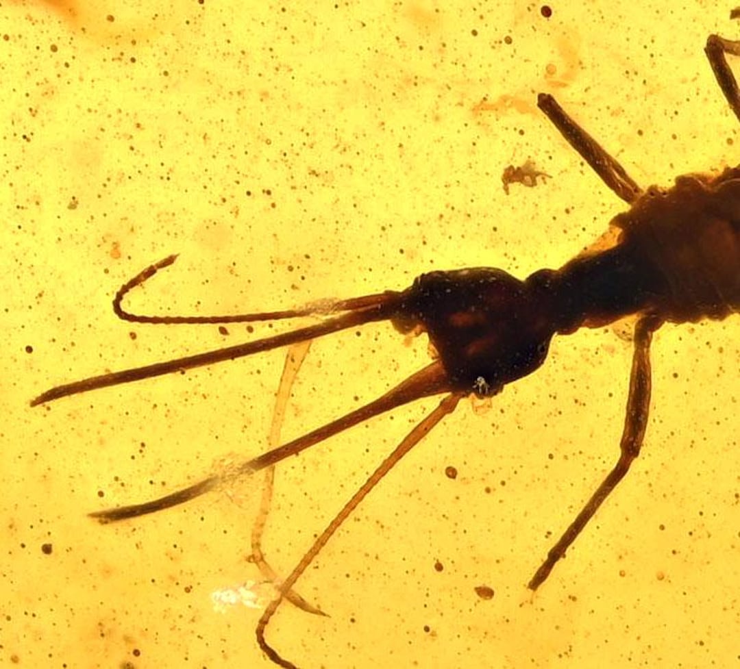 Rare Detailed Neuroptera (lacewing) Larva, Fossil Inclusion in Burmese ...