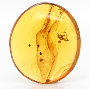 Rare Archaeidae assassin Spider, Fossil Inclusion in Burmese Amber - Etsy