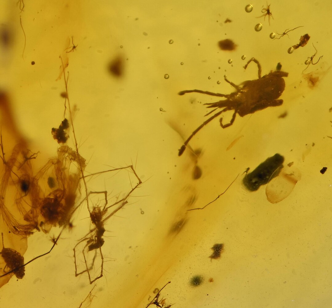 Two Different Acari mites, W/ Spider Fossil Insect Inclusion in Burmese ...