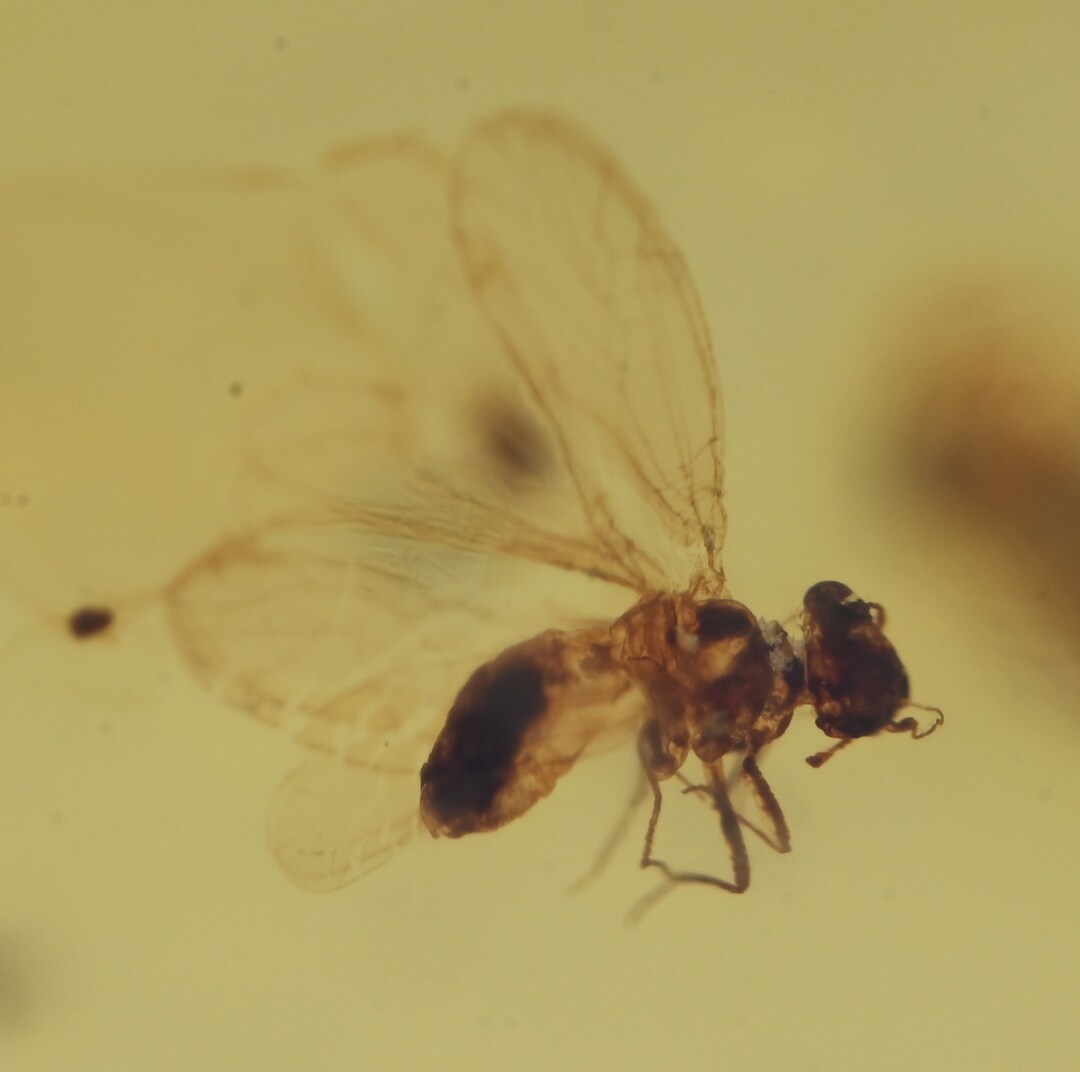Psocoptera booklice, Fossil Insect Inclusion in Burmese Amber - Etsy