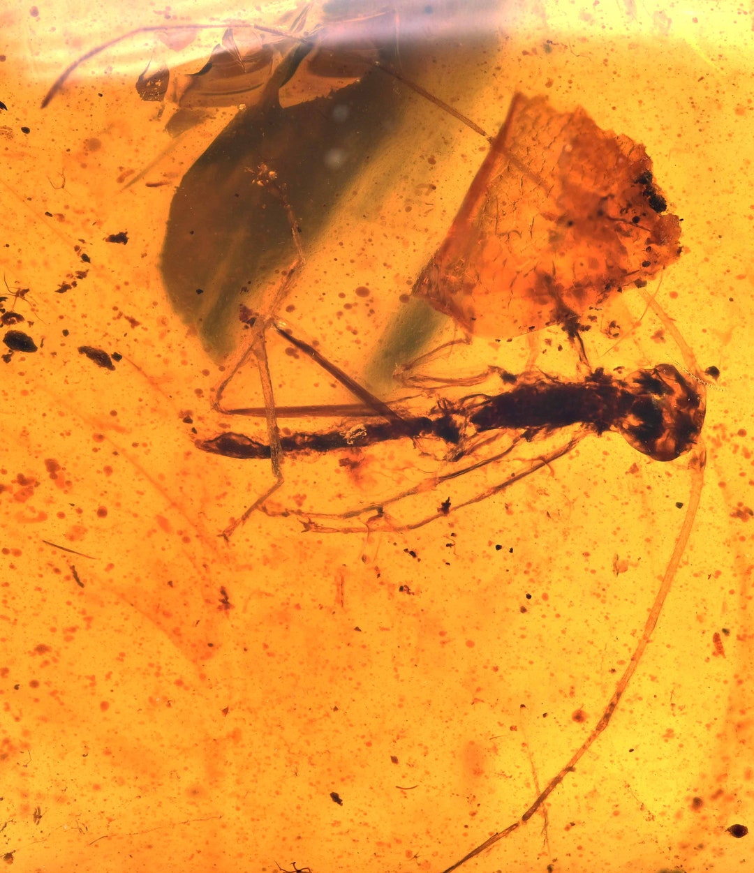 Scarce Phasmatodea walking Stick Fossil Inclusion in - Etsy