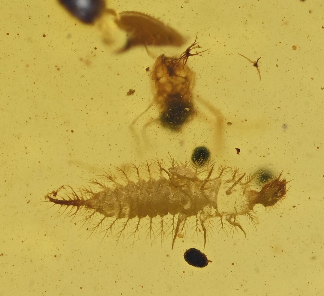 Detailed Neuroptera Larva, Fossil Insect Inclusion in Burmese Amber - Etsy