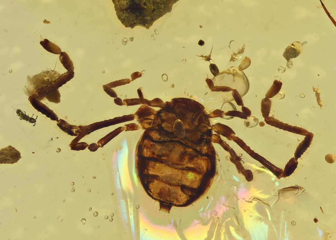 Rare Ricinulei hooded Tick-spiders, Fossil Insect Inclusion in Burmese ...