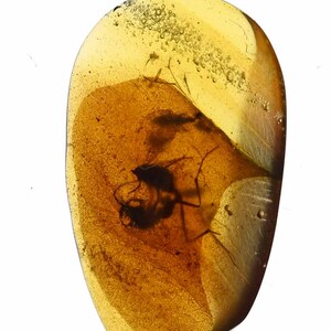RARE Haidomyrmex (hell Ant), Fossil Inclusion in Burmese Amber - Etsy