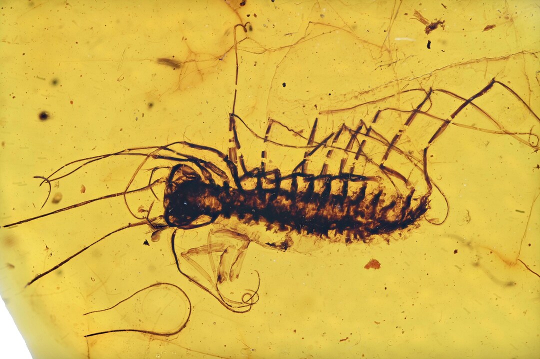 Rare Scutigeridae (house Centipede), Fossil Insect Inclusion in Burmese ...