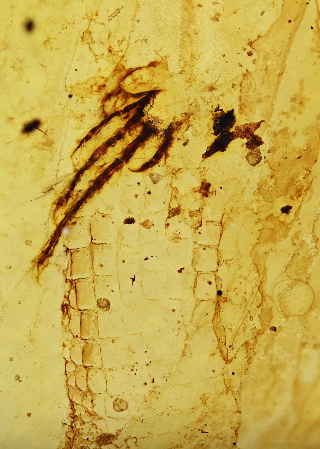 Lizard Foot/claw With Skin, Fossil Inclusion in Burmese Amber - Etsy