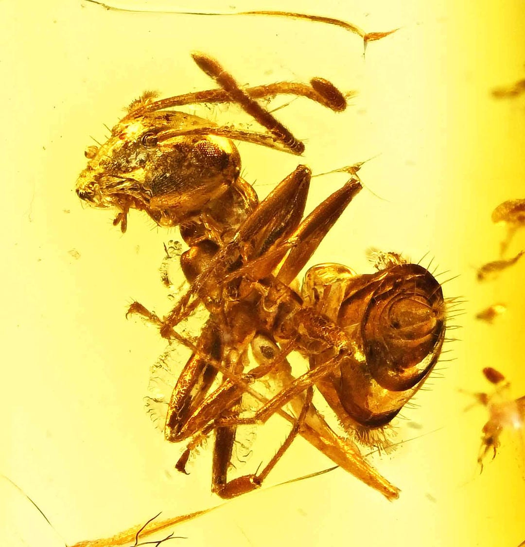 Super Detailed Aculeata, Formicidae (ant), Fossil Inclusion in Baltic ...