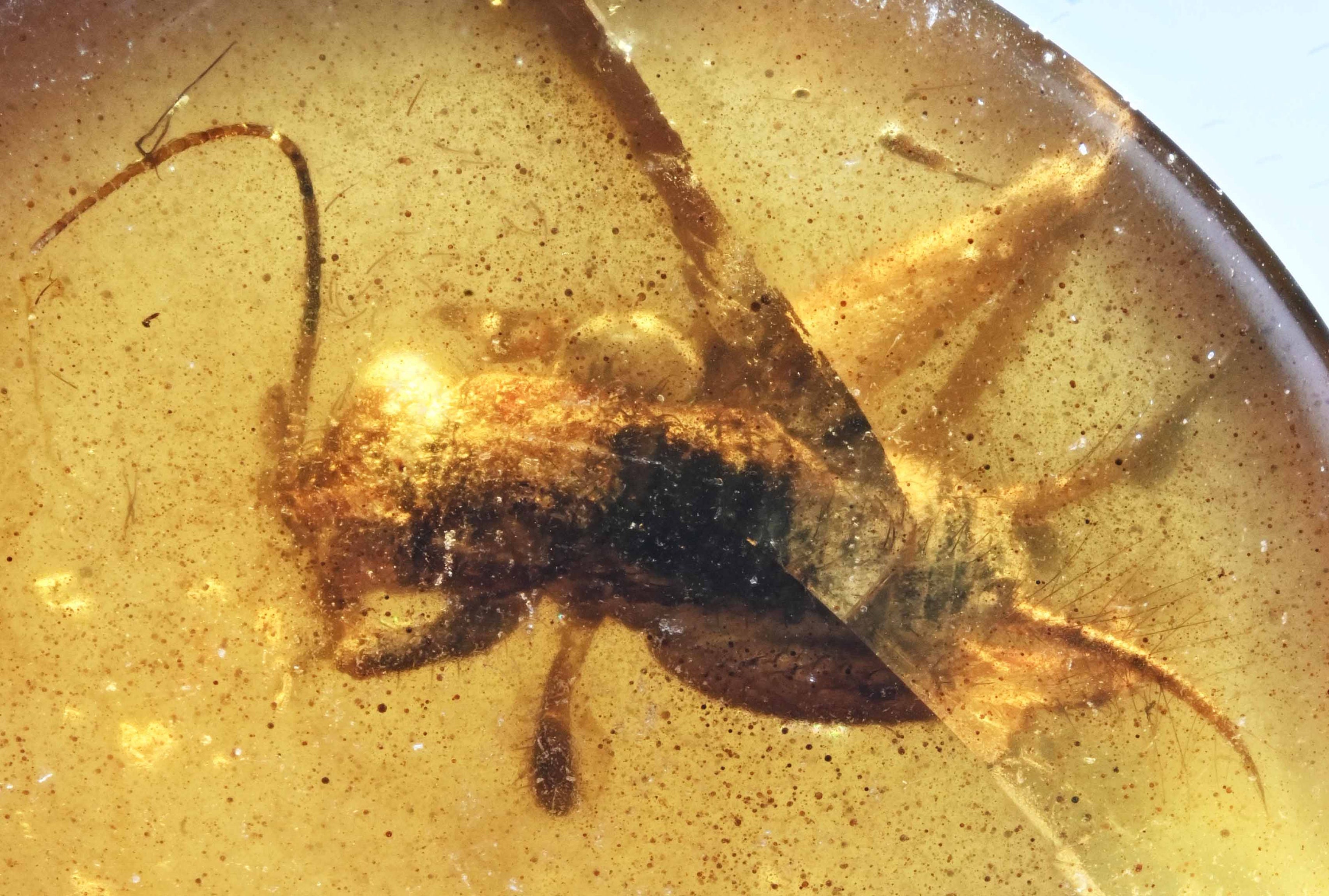 Myanmar Amber With Inclusion - Etsy