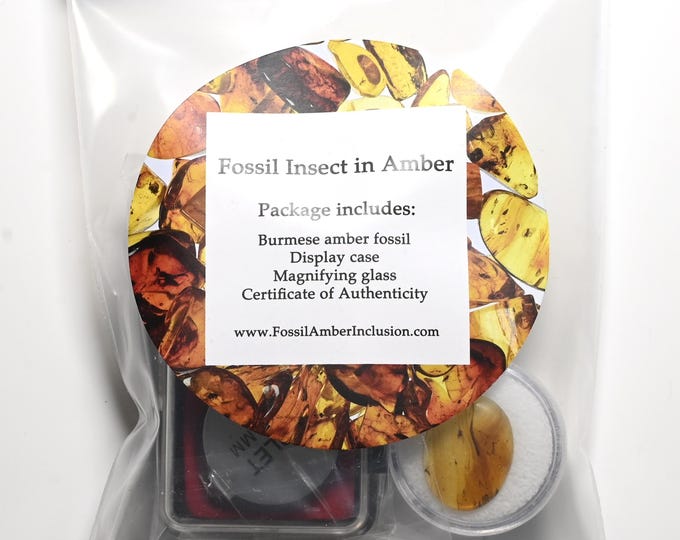 GENUINE Fossil Insect Inclusion in Burmese Amber Kit - Includes ...