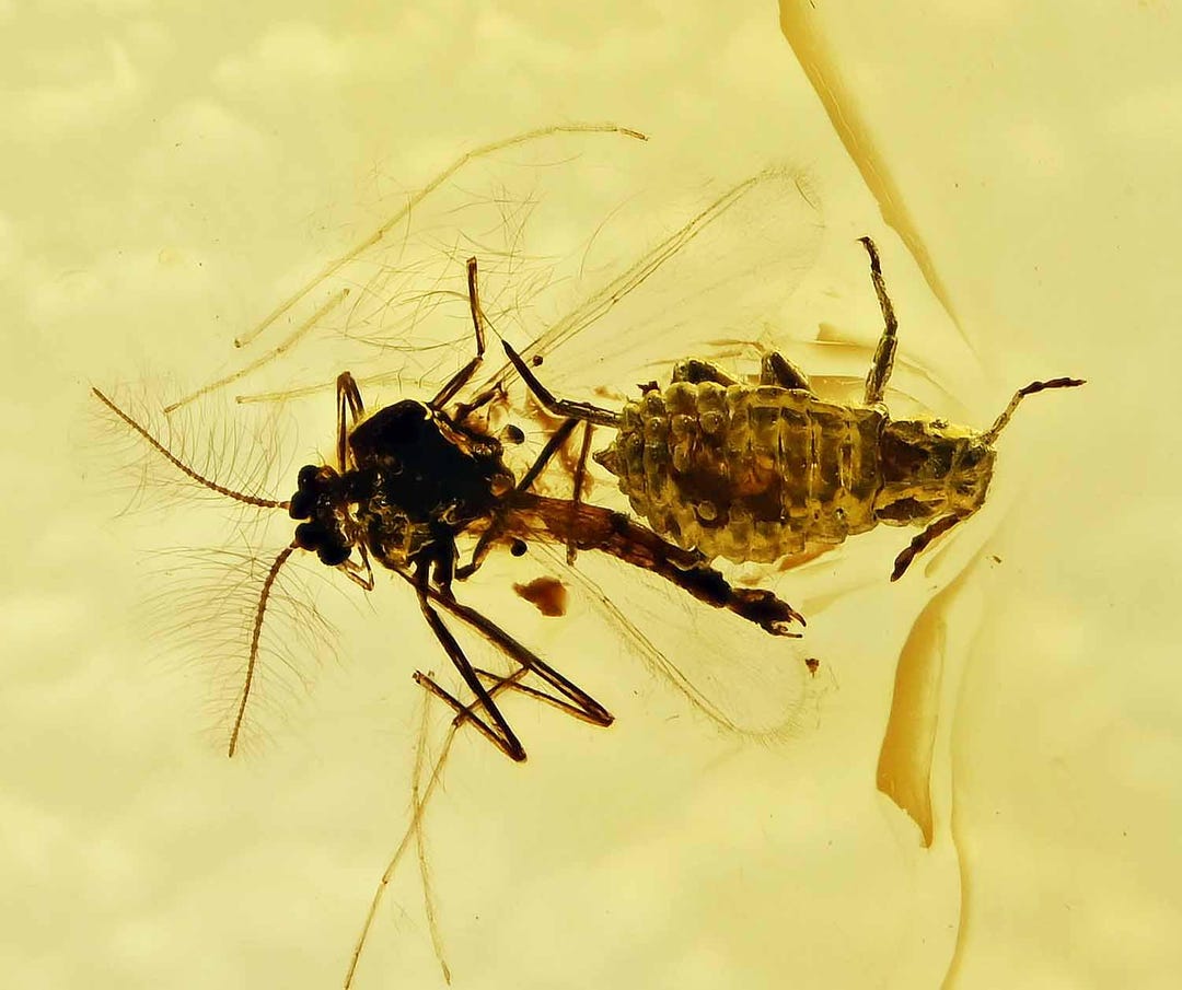 Detailed Chironomidae (midge) With Aphid, Fossil Inclusion in Baltic ...