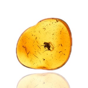 AMAZING Detail Phoridae (scuttle Fly), Fossil Inclusion in Baltic Amber ...