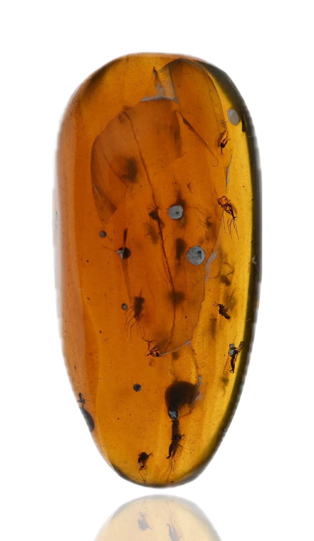 Swarm of Diptera, Fossil Insect Inclusions in Burmese Amber - Etsy