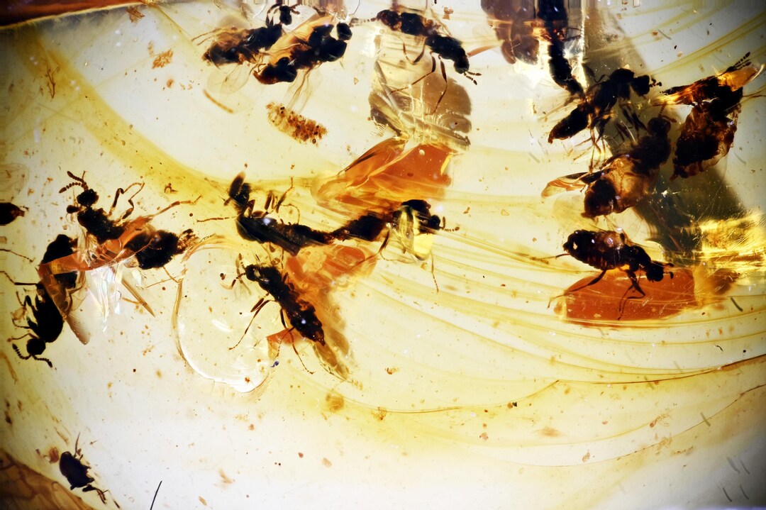 Swarm of 14 Brachycera (flies) With Mating Pair in Burmese Amber - Etsy