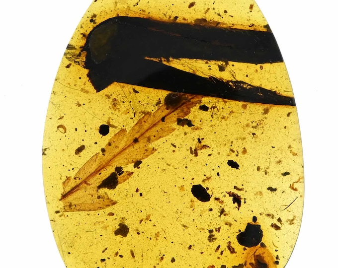 GENUINE Fossil Insect Inclusion in Burmese Amber Kit - Includes ...