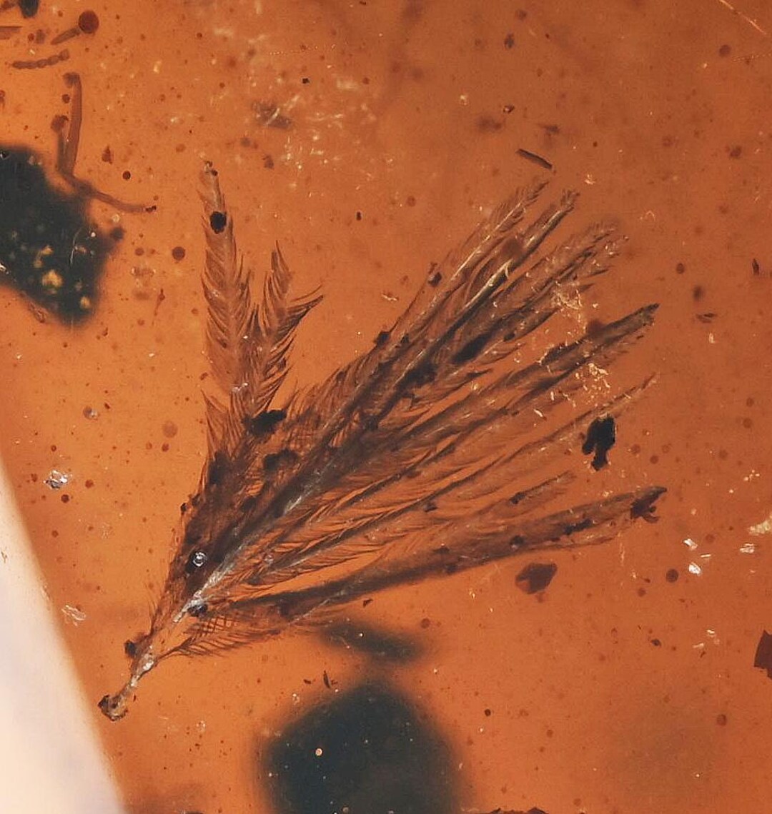 Rare Aves Bird Feather, Fossil Inclusion in Burmese Amber - Etsy