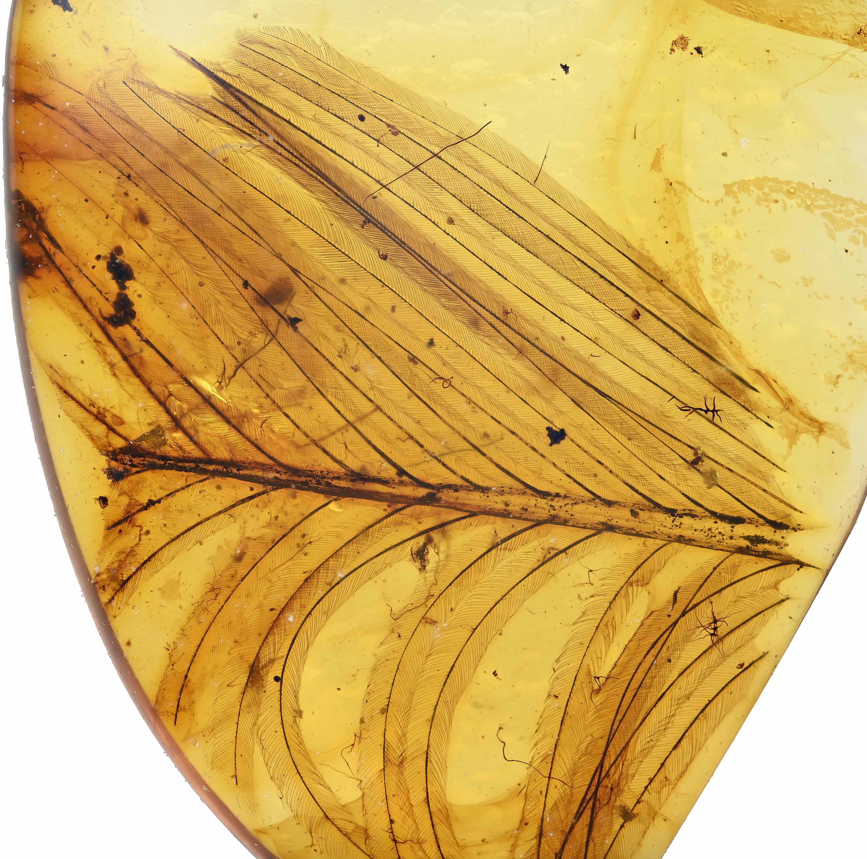 Rare Aves Bird Feather Fossil Inclusion in Burmese Amber - Etsy