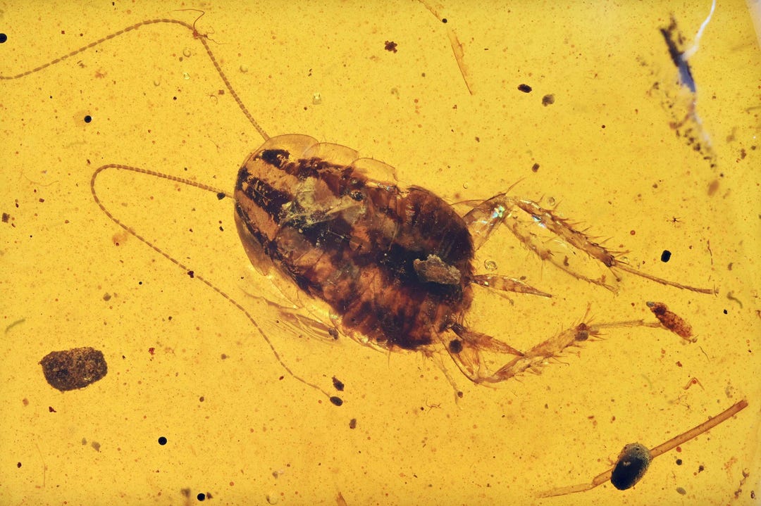 Detailed Blattodea cockroach, Fossil Inclusion in Burmese Amber - Etsy