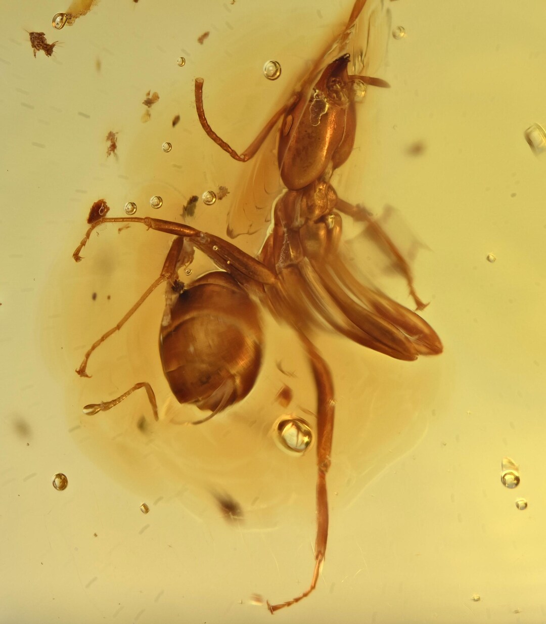 Aculeata, Formicidae (ant), Fossil Insect Inclusion in Dominican Amber ...