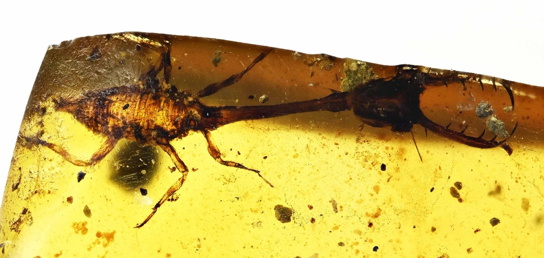 Rare Nemopteridae Larva spoonwing Fossil Inclusion in - Etsy