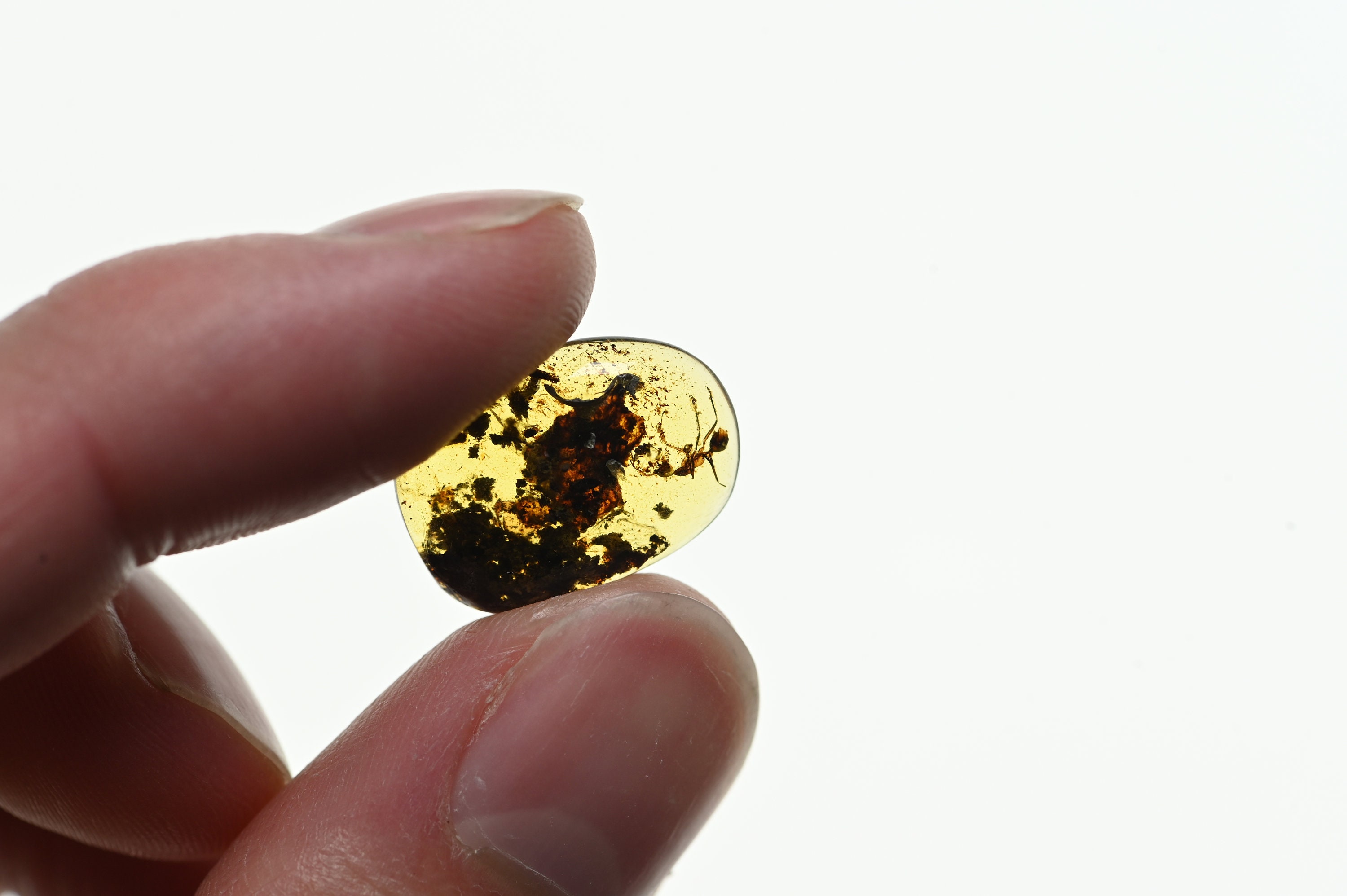 RARE Haidomyrmex hell Ant Fossil Inclusion in Burmese Amber - Etsy