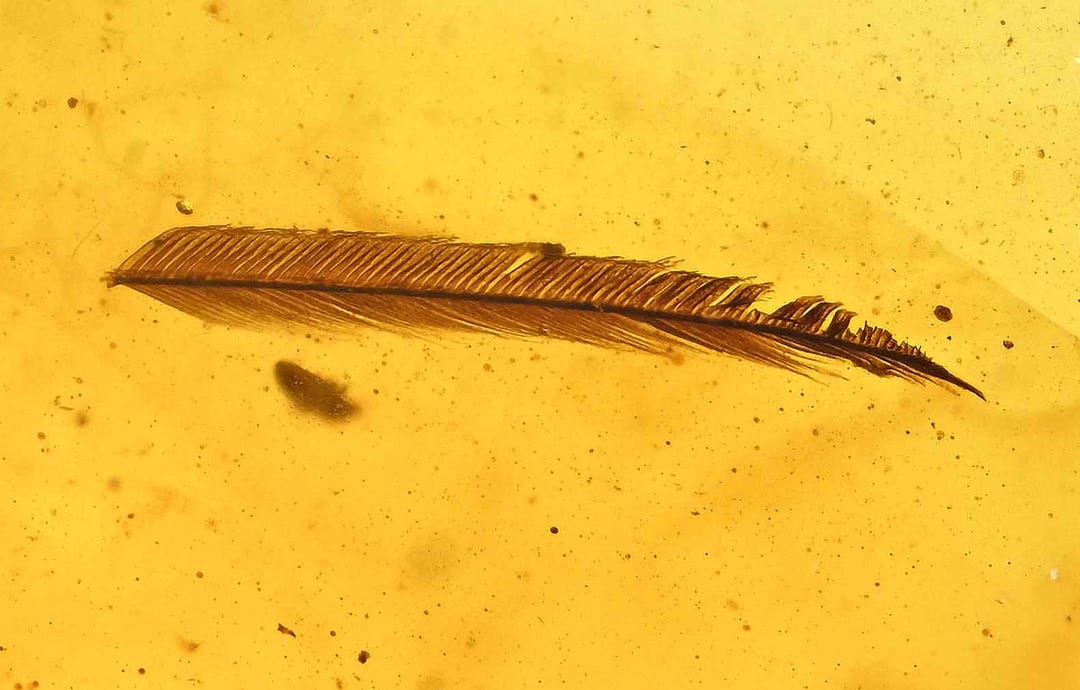 Rare Aves Bird Feather, Fossil Inclusion in Burmese Amber - Etsy