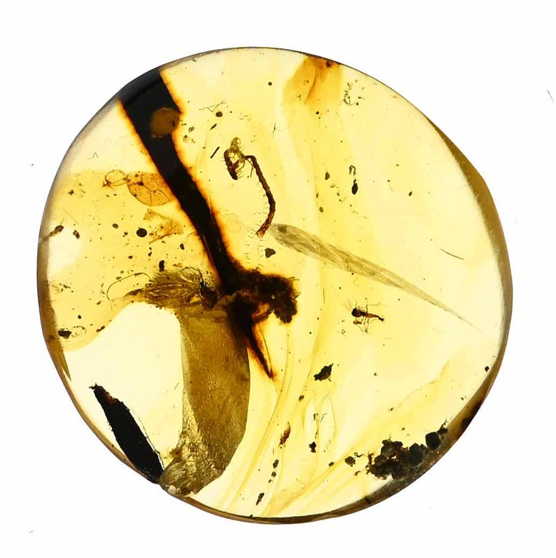 Rare Myriapoda (centipede), Fossil Inclusion in Burmese Amber - Etsy