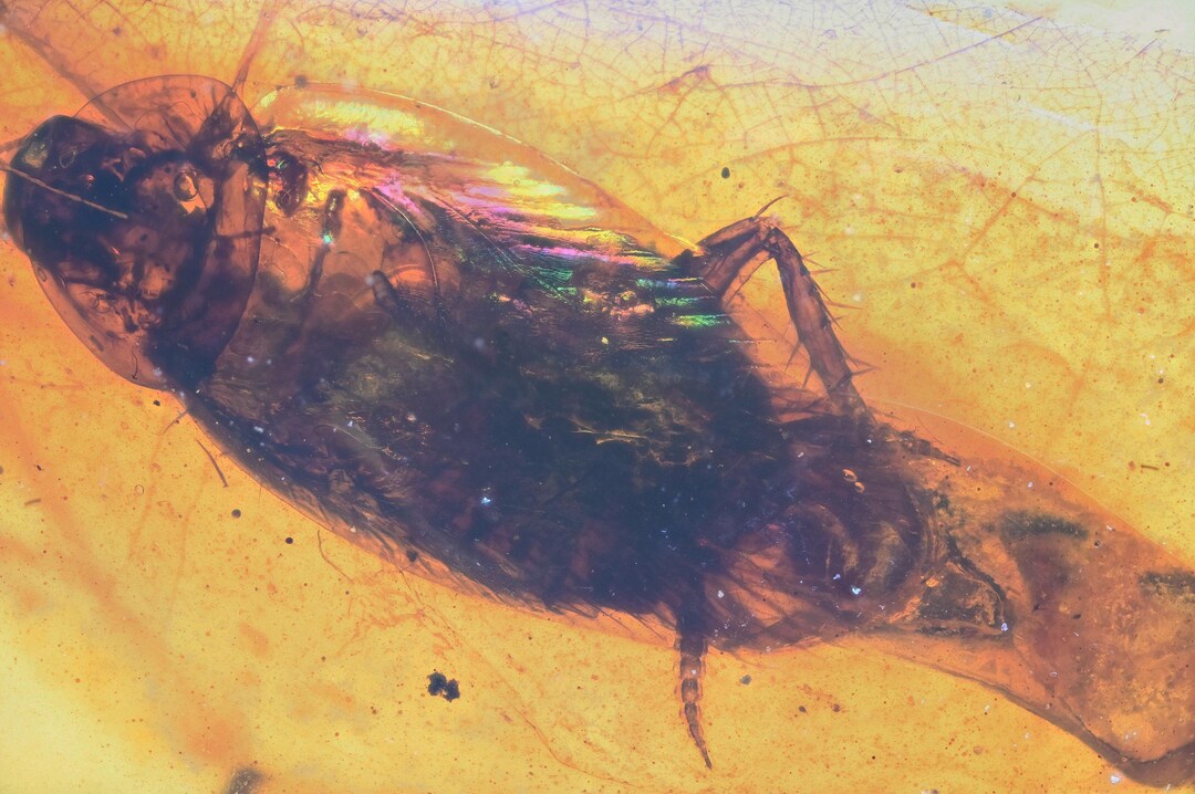 SUPER RARE! Cockroach Laying Egg Sac, Fossil Insect Inclusion in ...