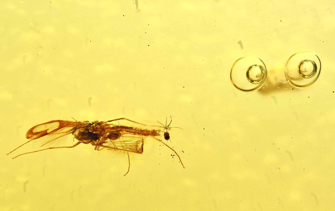 Parasitic or Phoretic Mite on Midge, Fossil Inclusion in Baltic Amber ...