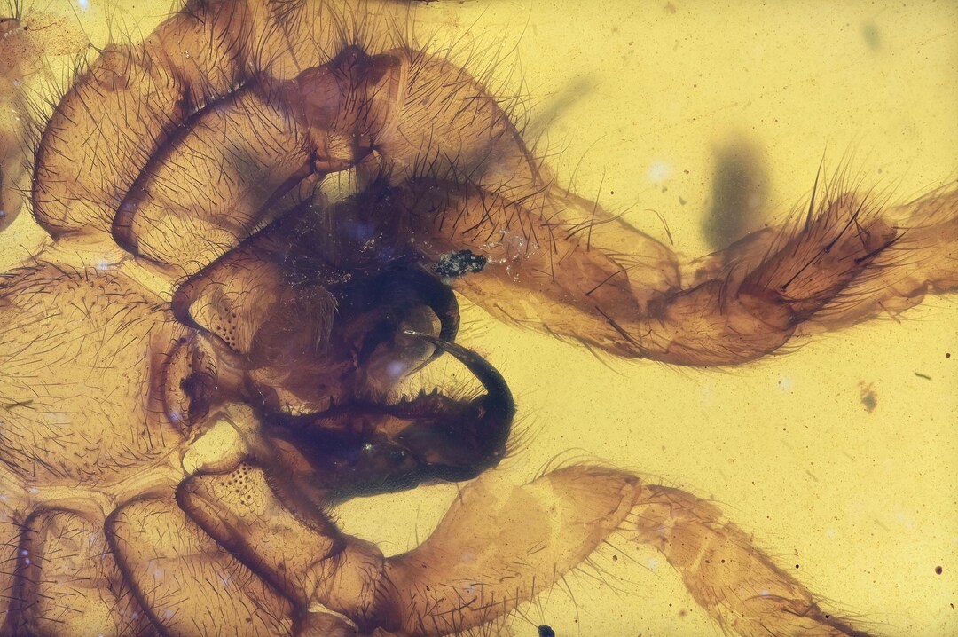Very Large Theraphosidae tarantula, Fossil Insect Inclusion in Burmese ...