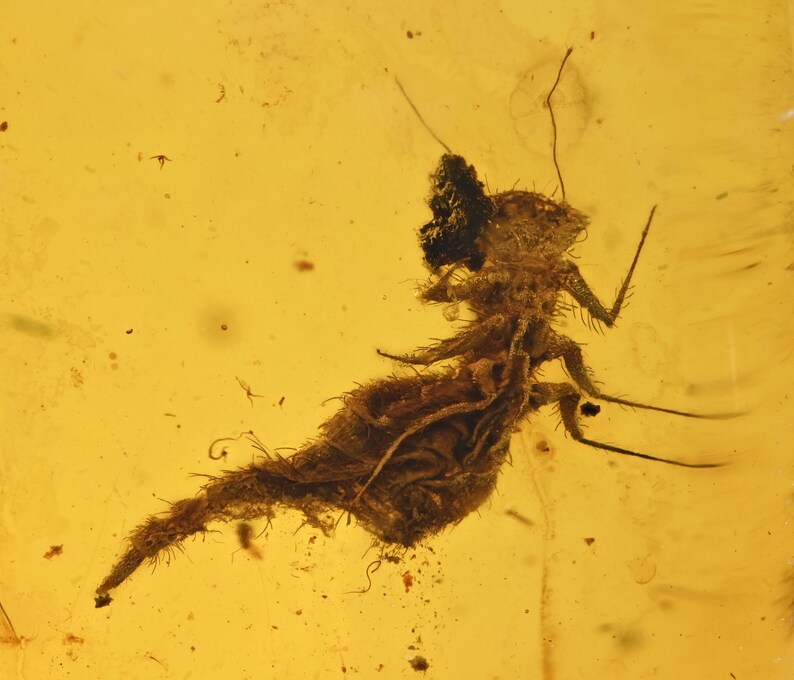 Super Rare Dragonfly Larvae, Fossil Insect Inclusion in Burmese Amber ...