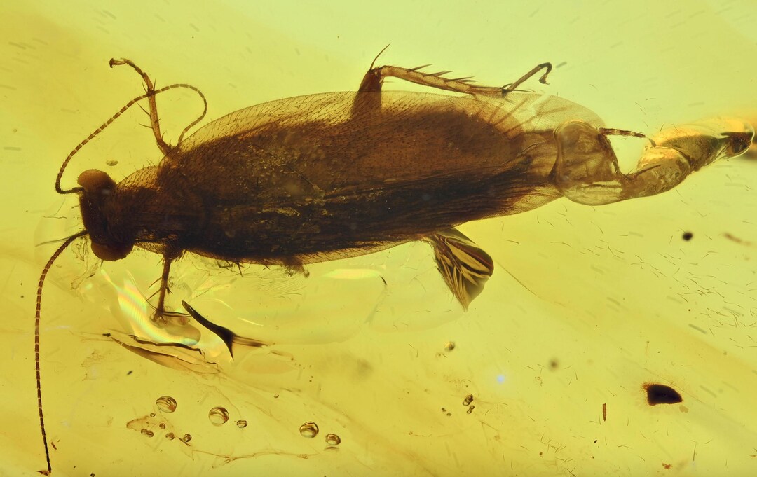 Blattodea (cockroach), Fossil Insect Inclusion in Burmese Amber - Etsy