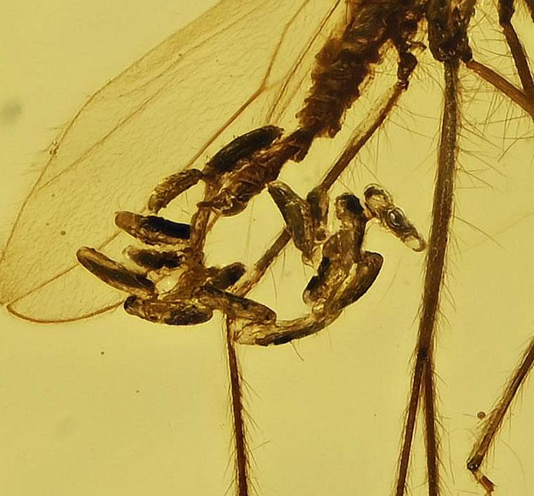 Detailed Chironomidae midge Laying Eggs, Fossil Inclusion in Burmese ...