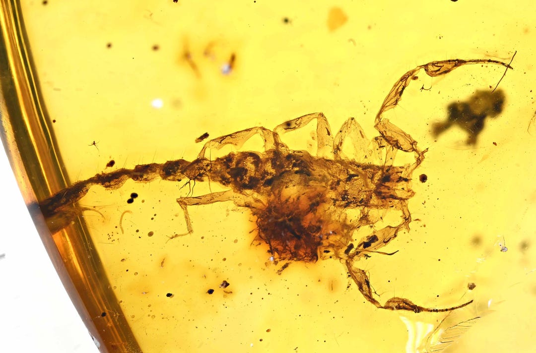 Rare Complete Scorpion, Fossil Inclusion in Burmese Amber - Etsy