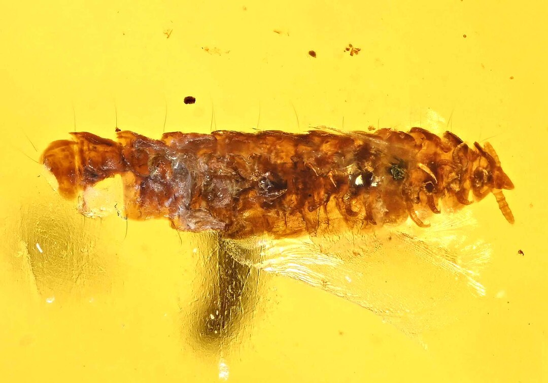 Coleopteran Beetle Larva, Fossil Inclusion in Burmese Amber - Etsy