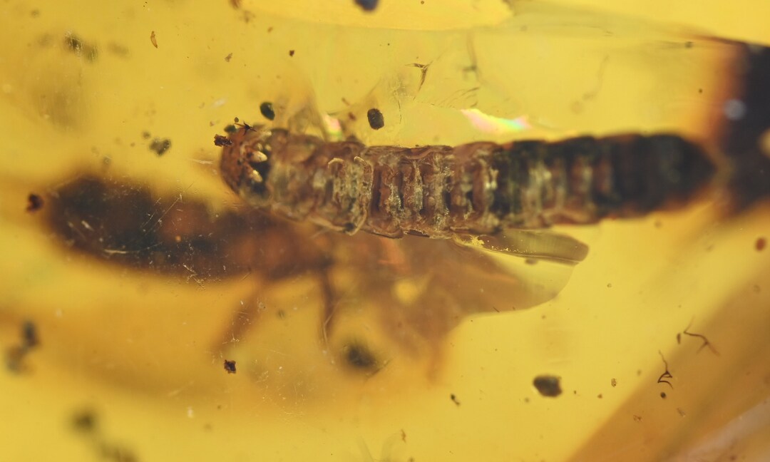 Earwig With Beetle Larva, Fossil Insect Inclusion in Burmese Amber - Etsy