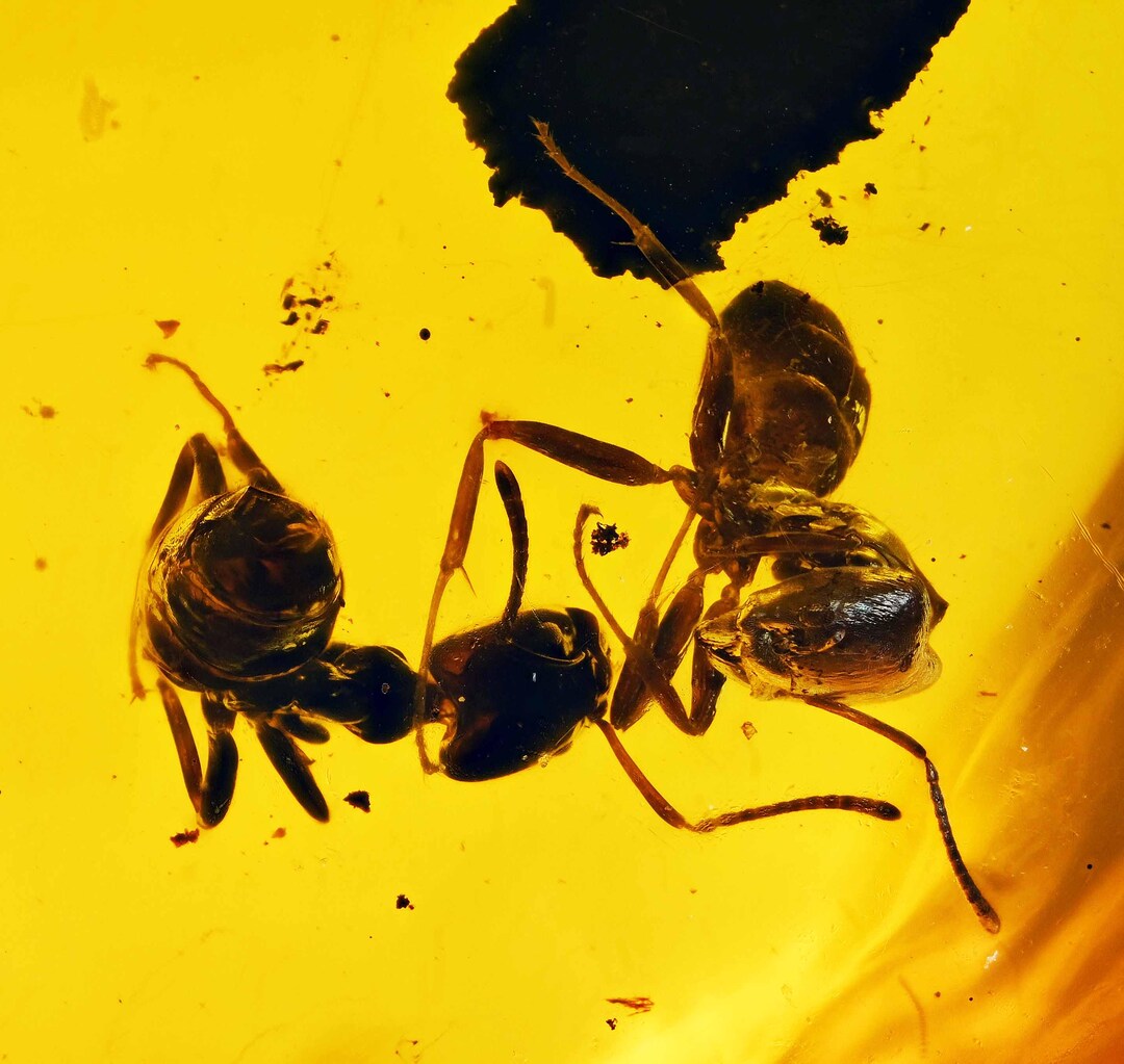 Two Detailed Aculeata, Formicidae ant, Fossil Inclusion in Dominican ...