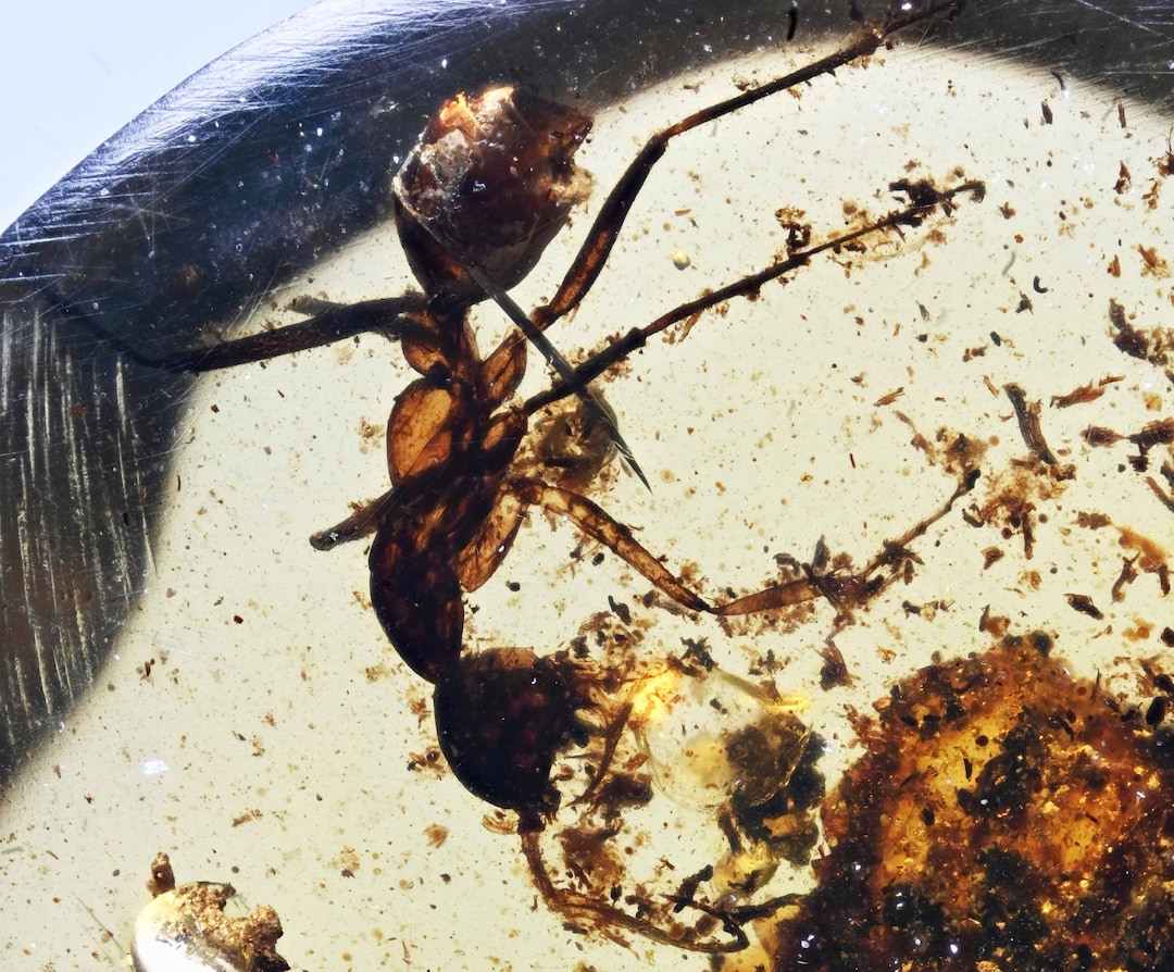 RARE Haidomyrmex hell Ant Fossil Inclusion in Burmese Amber - Etsy
