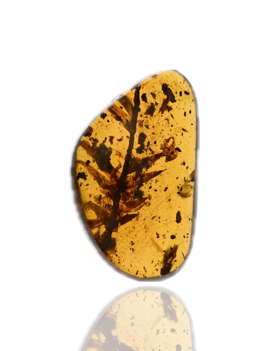 Botanical Acacia Sprig Leaf, Fossil Insect Inclusion in Burmese Amber ...