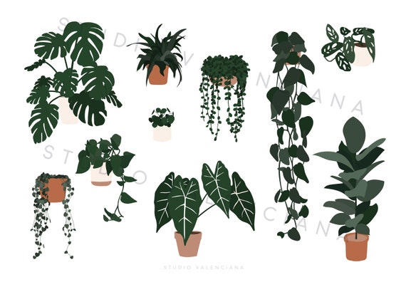 Flat Vector Plants / Digital Illustration - Etsy