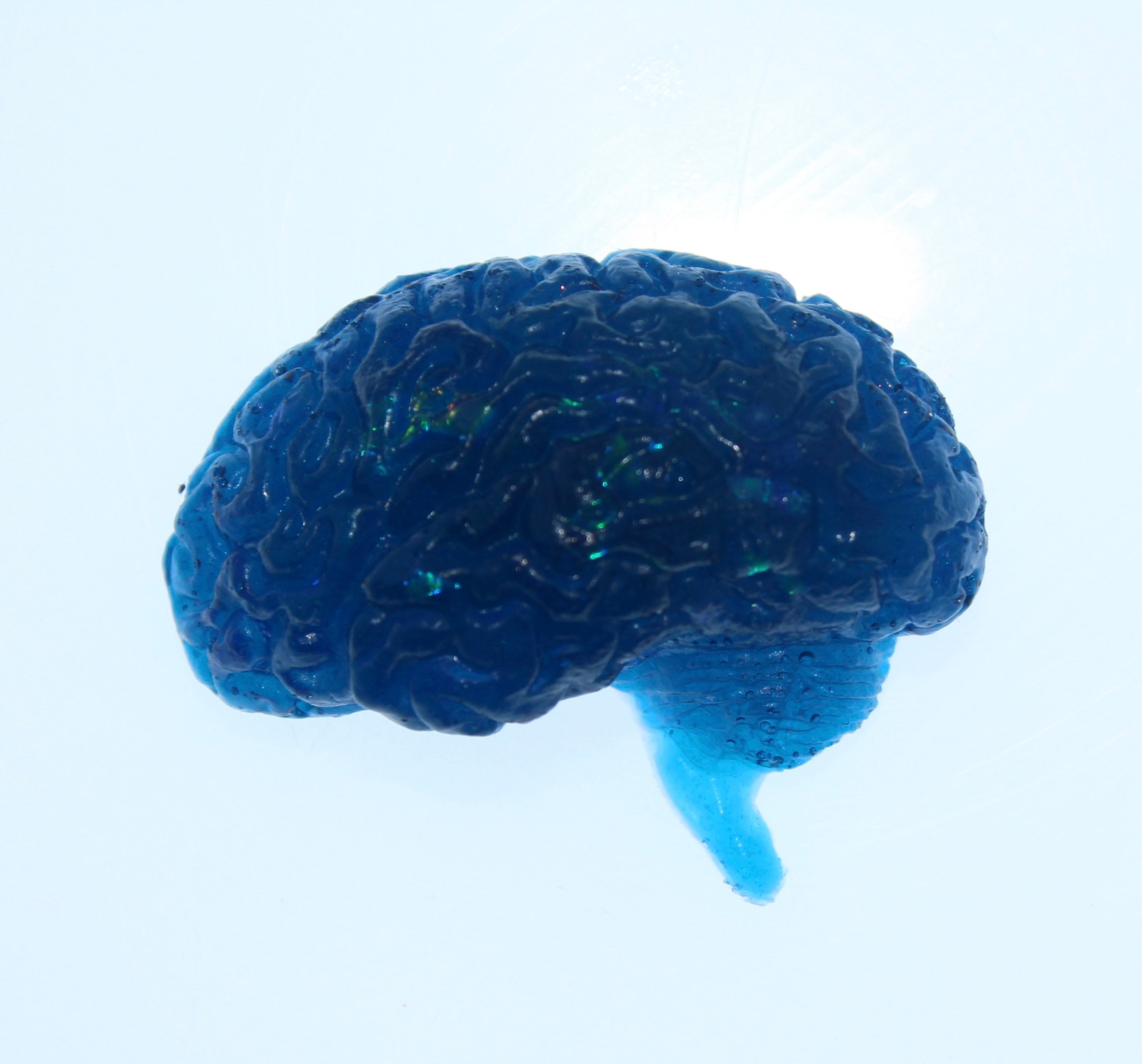 Anatomically Correct Solid Resin Miniature Organs. - Etsy