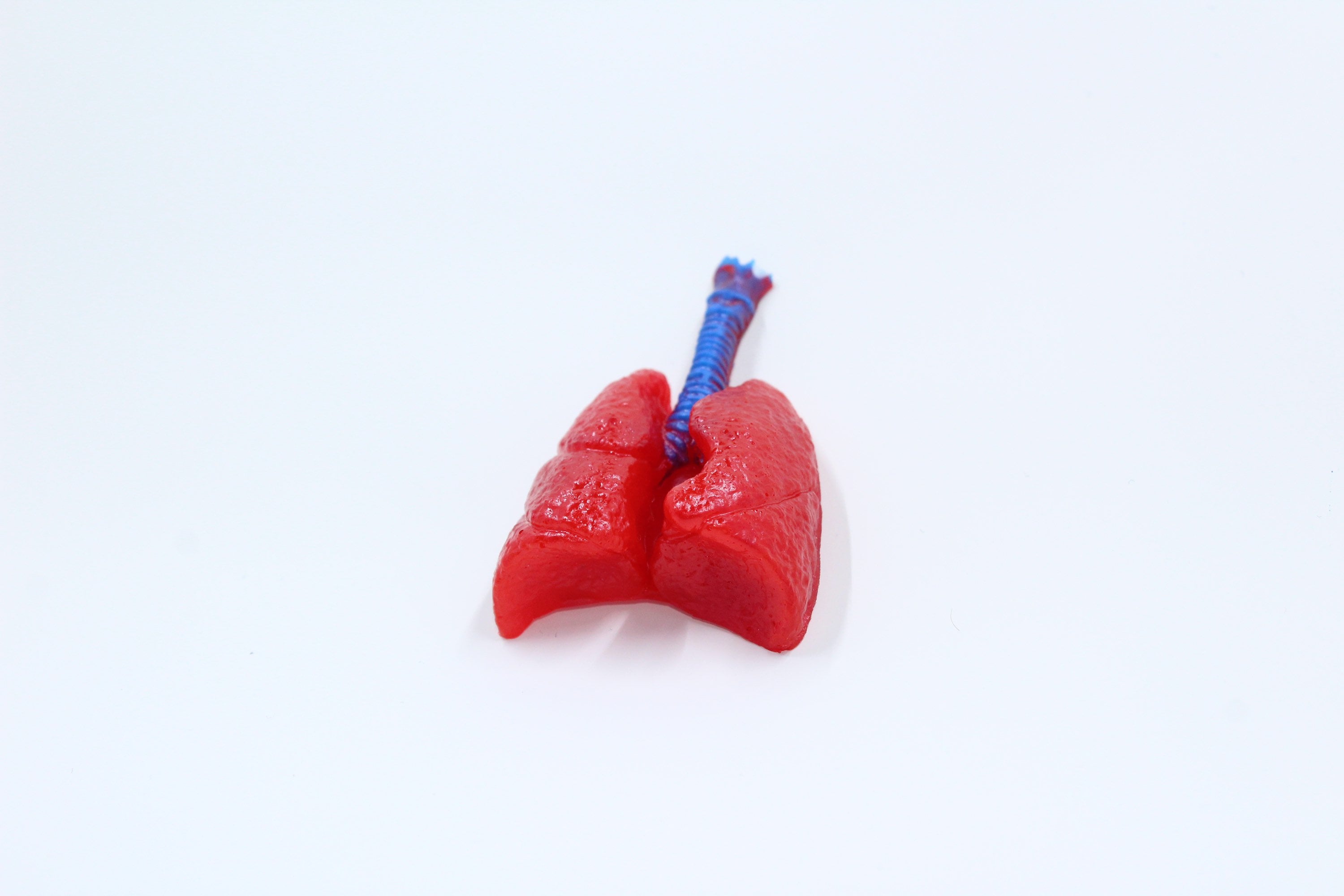 Anatomically Correct Solid Resin Miniature Organs. - Etsy