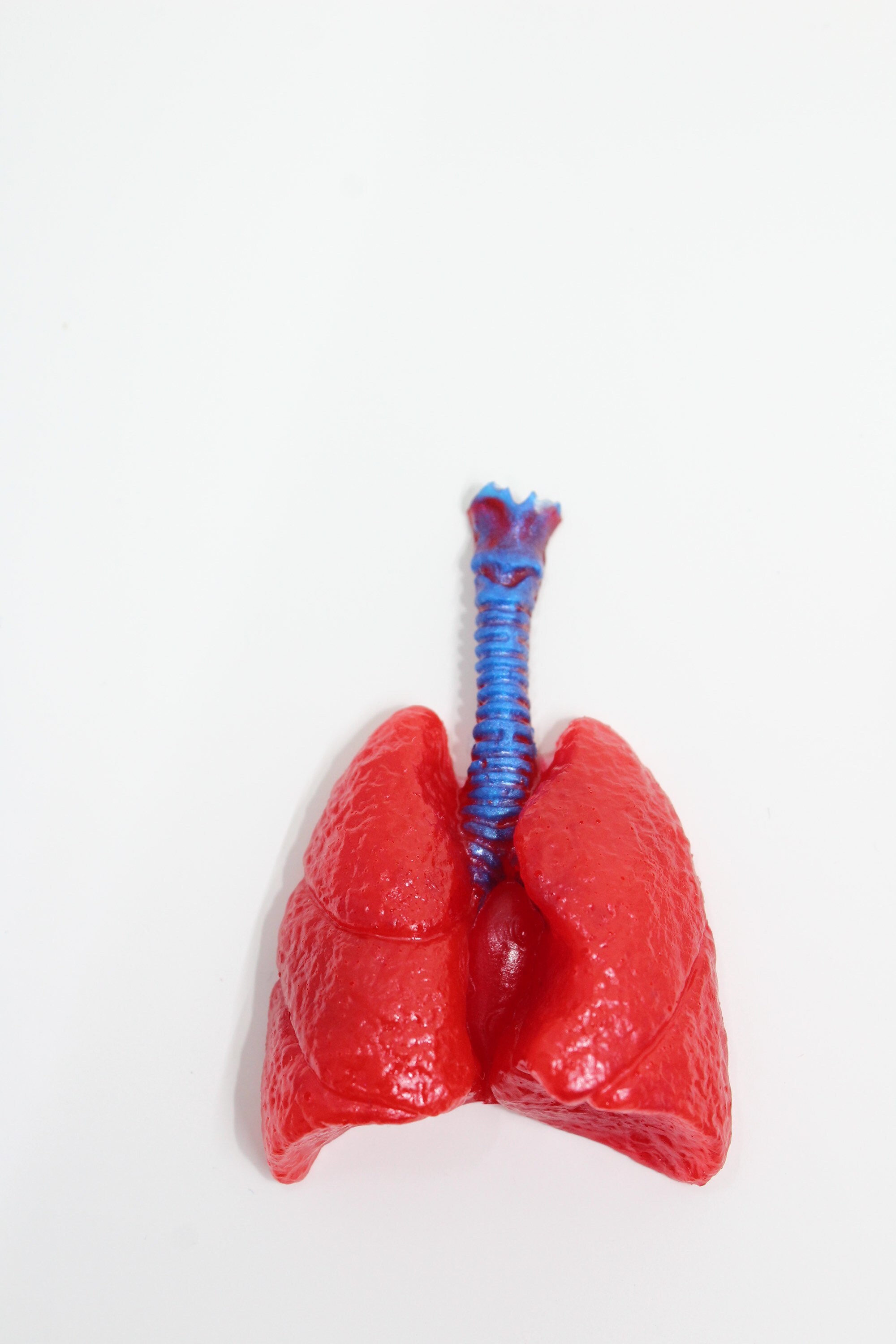 Anatomically Correct Solid Resin Miniature Organs. - Etsy