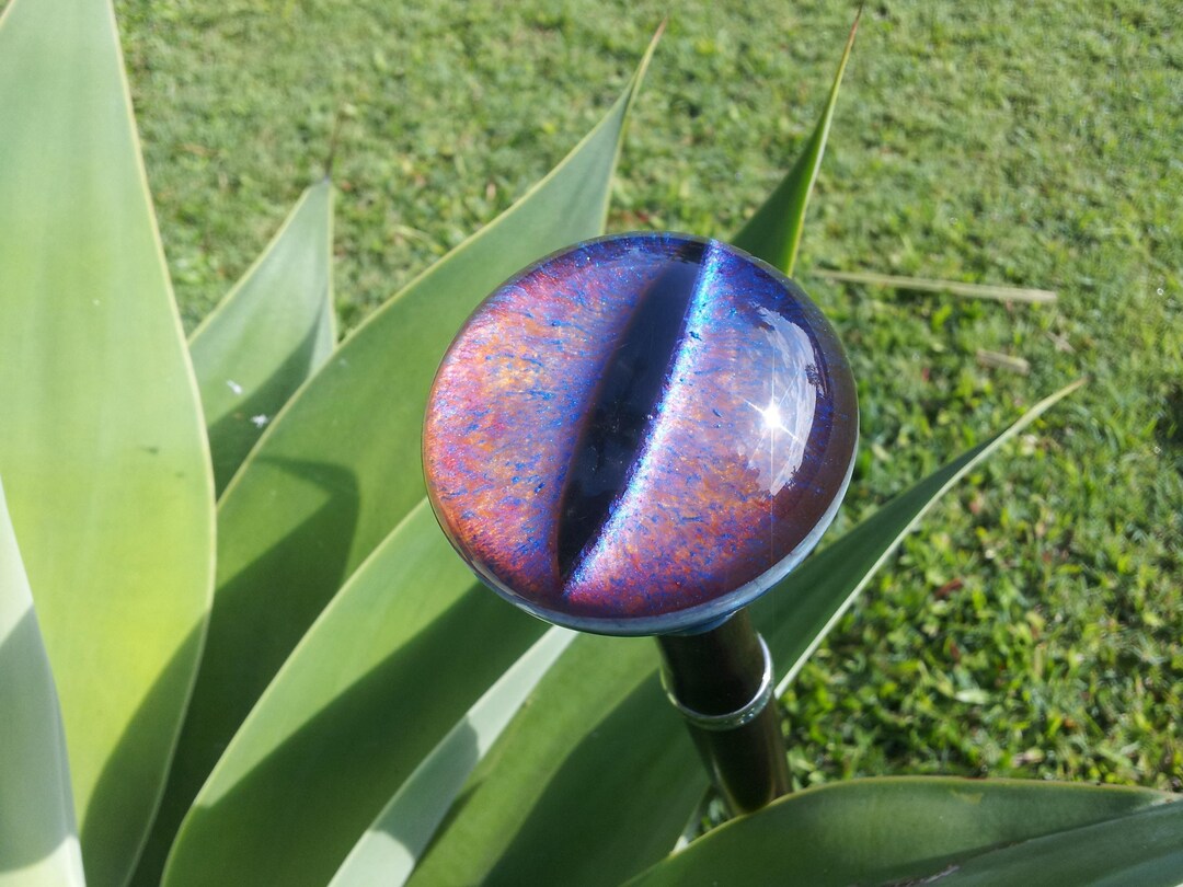 Australian Blue Gum Dragon Eye Walking Stick Made With a Mahogany ...