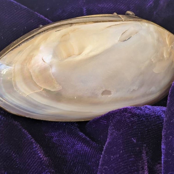 Mussel Shells - Etsy